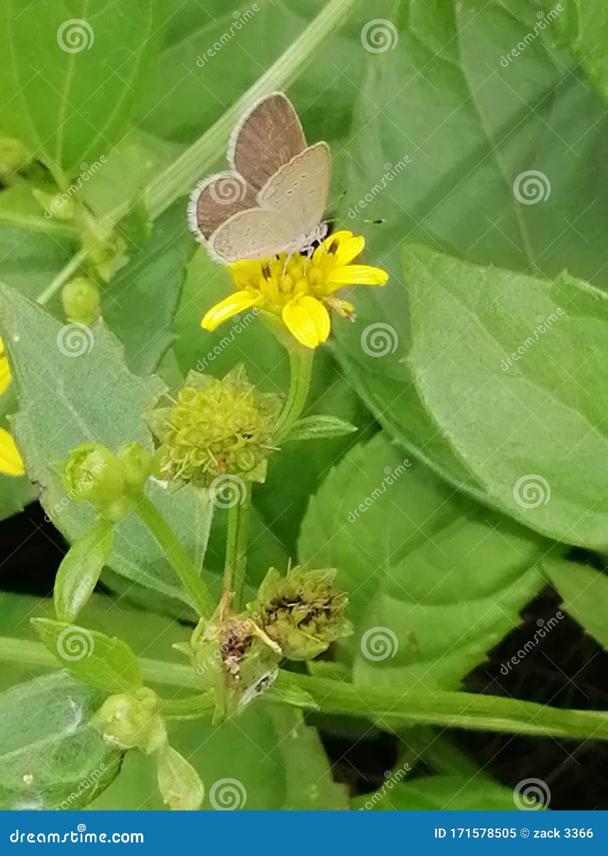 True Natural Nature Green from Nature Make Stock Image - Image of true ...