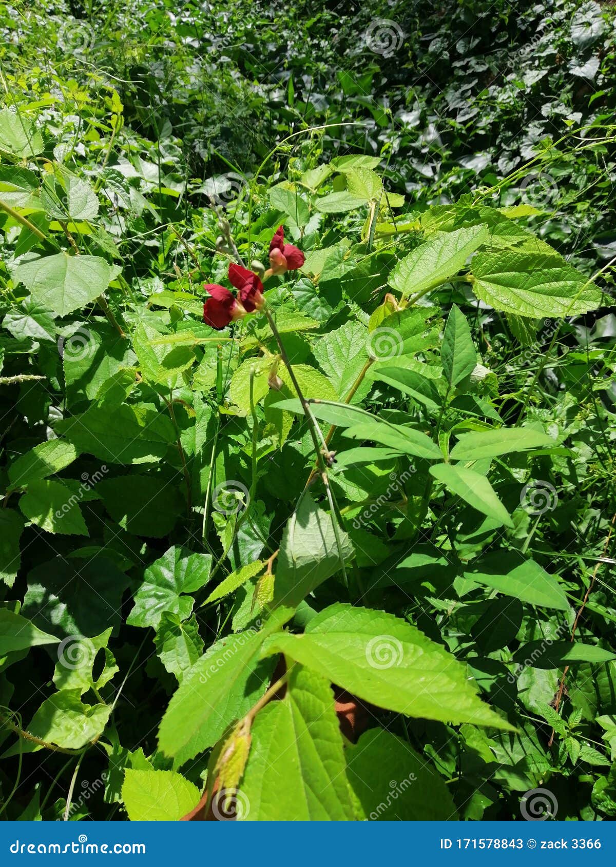 True Natural Nature Green from Nature Make Stock Image - Image of ...