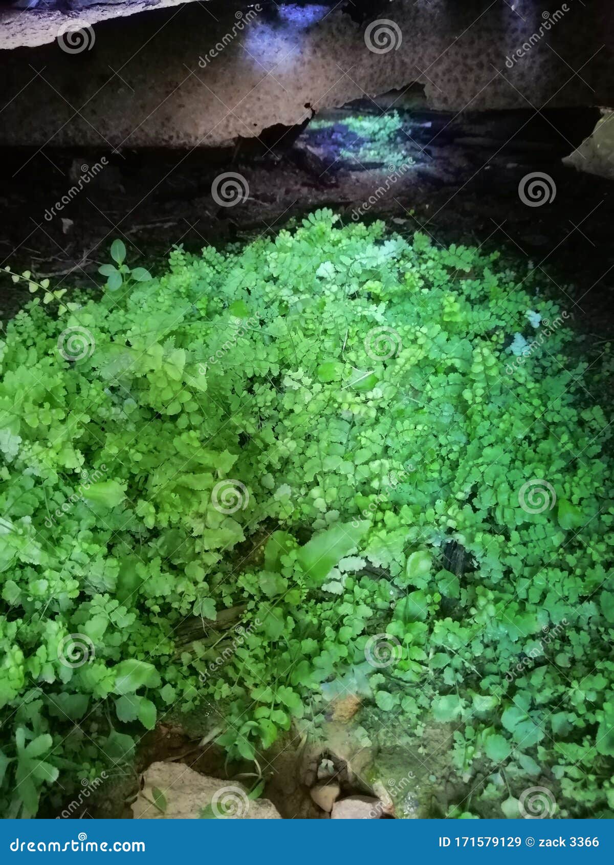 True Natural Nature Green from Nature Make Stock Image - Image of ...