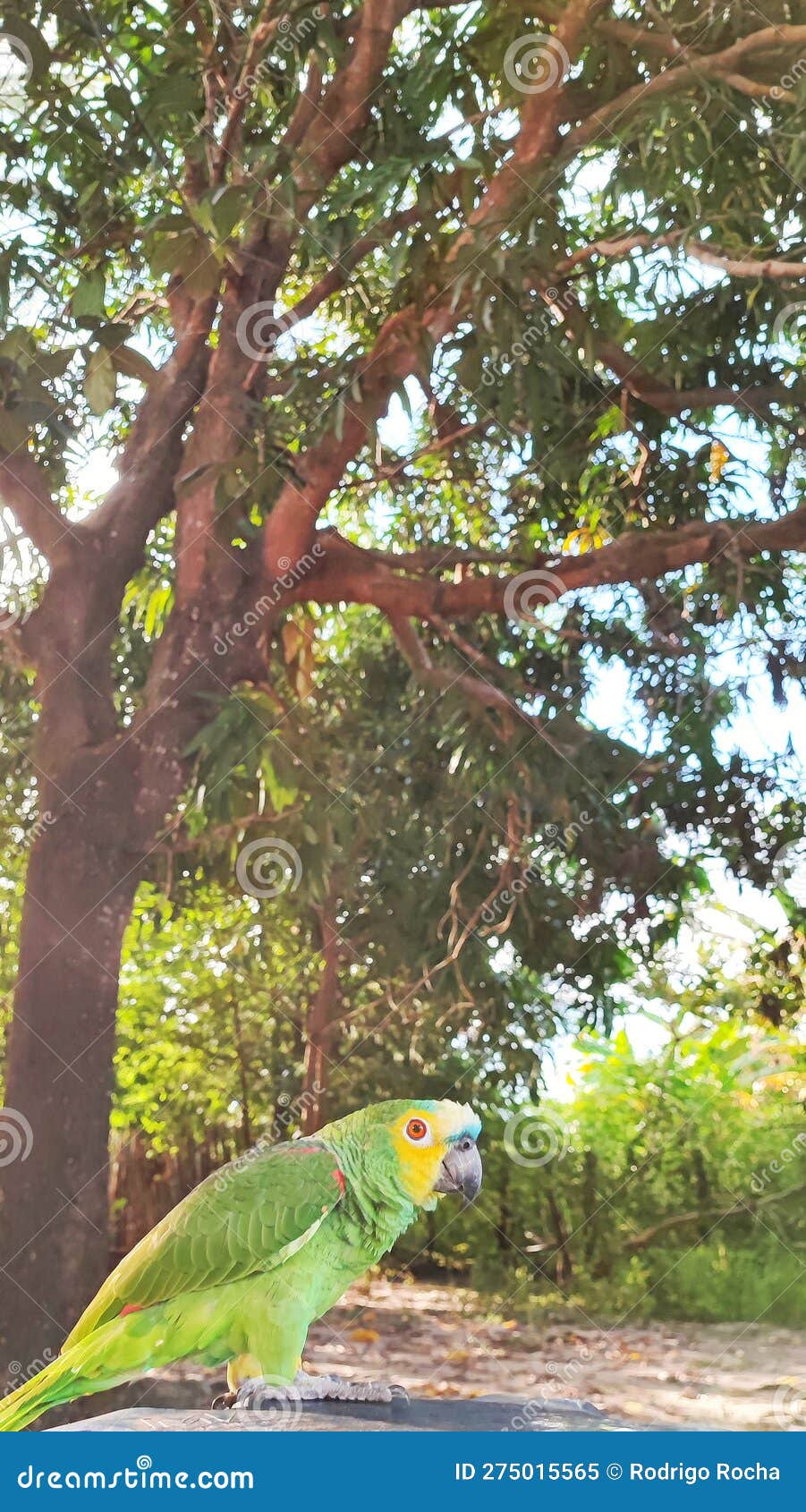 True Parrot, Native To the Amazon. a Bird Rich in Beauty and ...