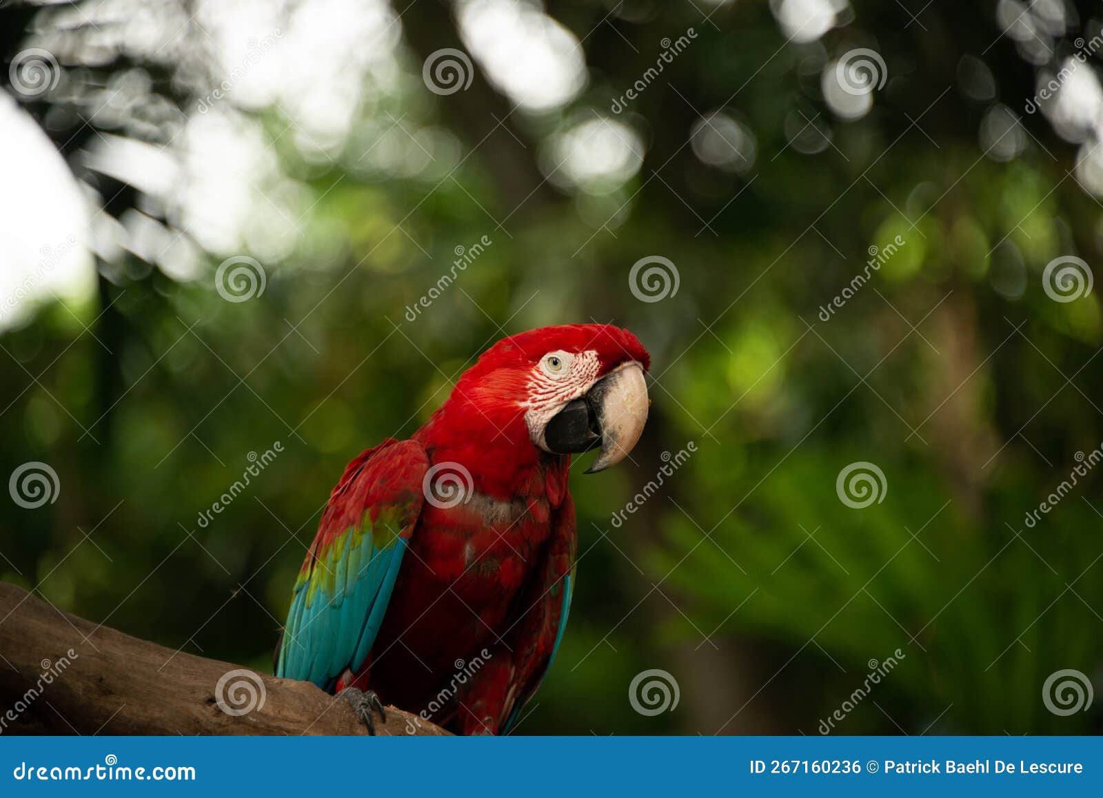 True Parrot in Tree in Cartagena De India, Columbia Stock Photo - Image ...