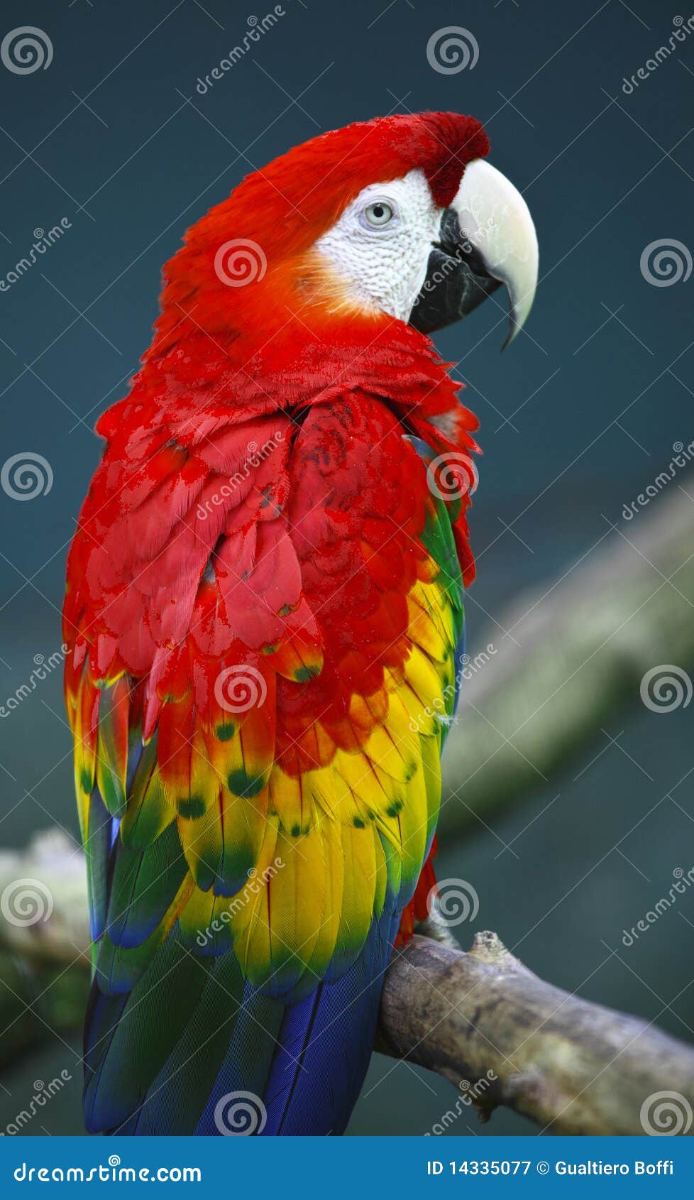 True parrots stock image. Image of parrots, lovely, wings - 14335077