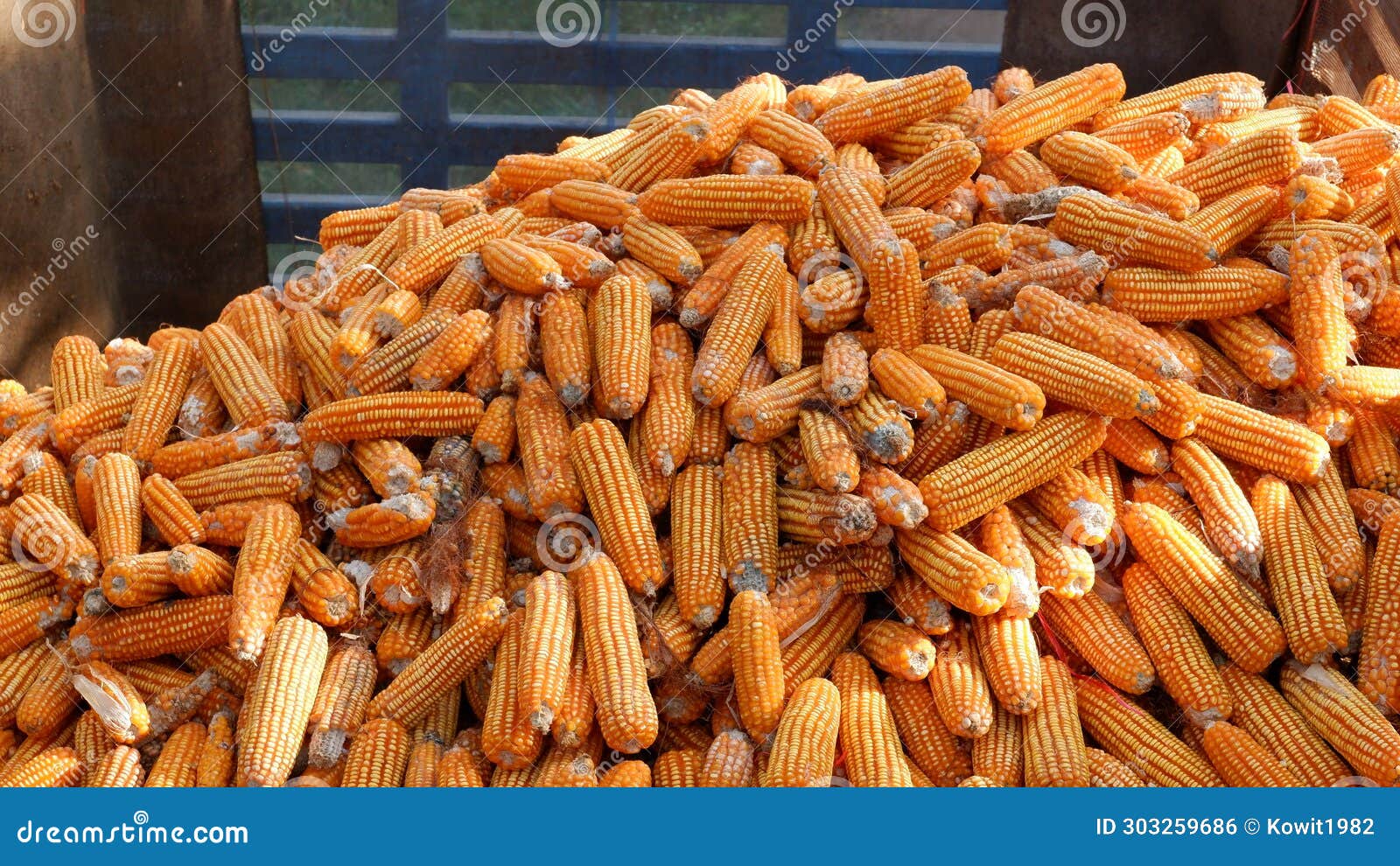 True Picture,Large Quantities of Corn Ready To Be Shipped into Silos ...