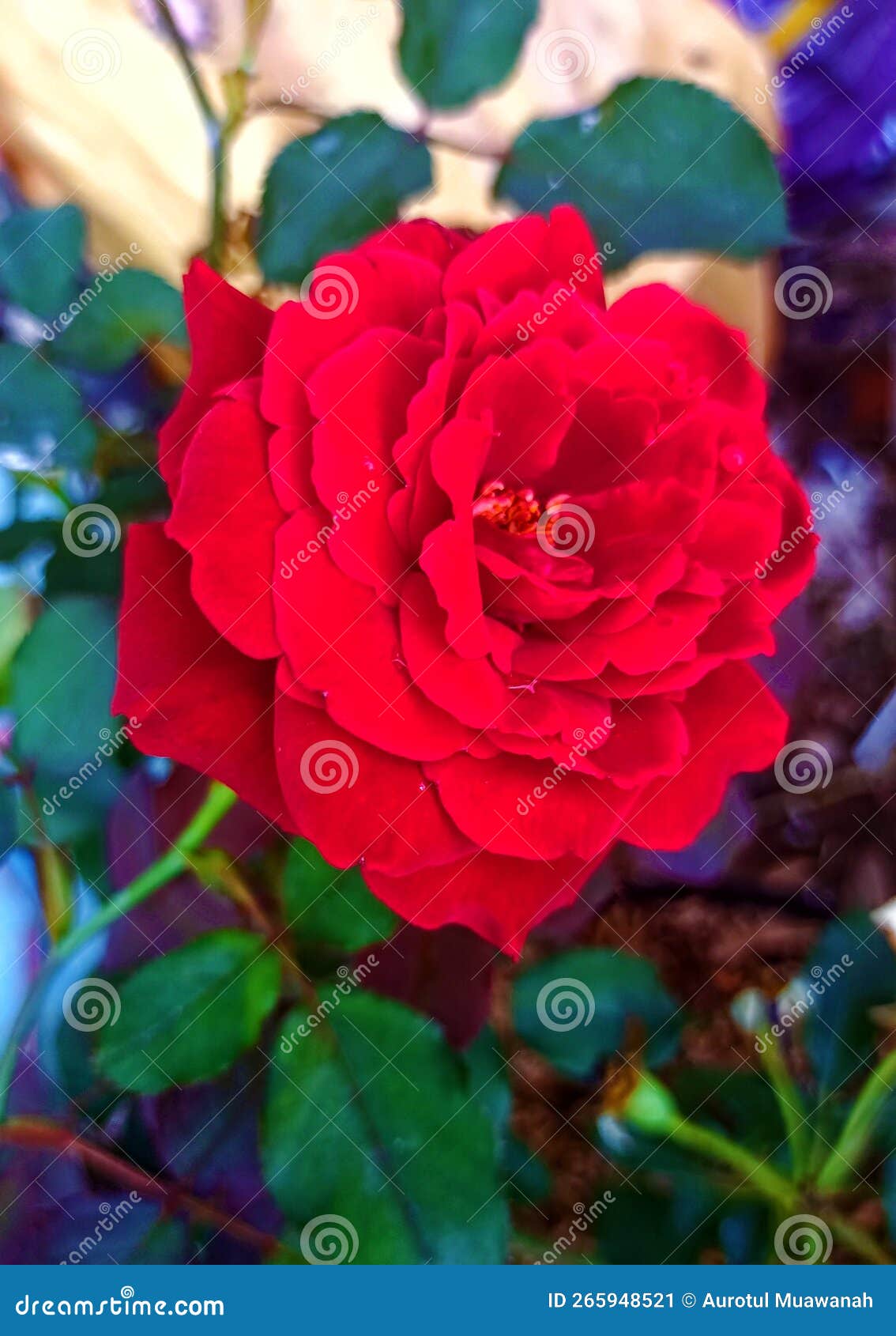 The True Red Rose is in Bloom Stock Image - Image of flower, leaf ...