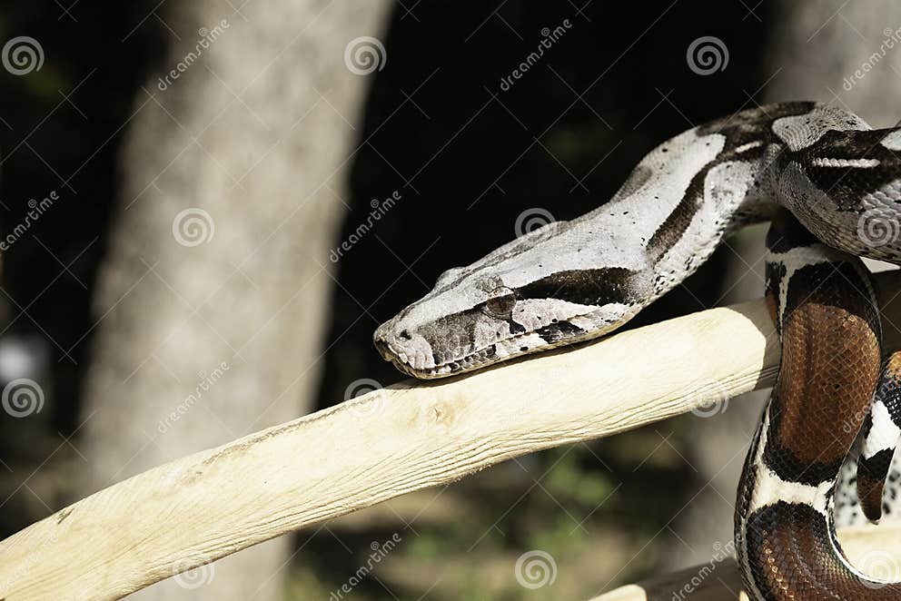 Guyana Red-tailed Boa stock image. Image of lizard, wing - 336445081