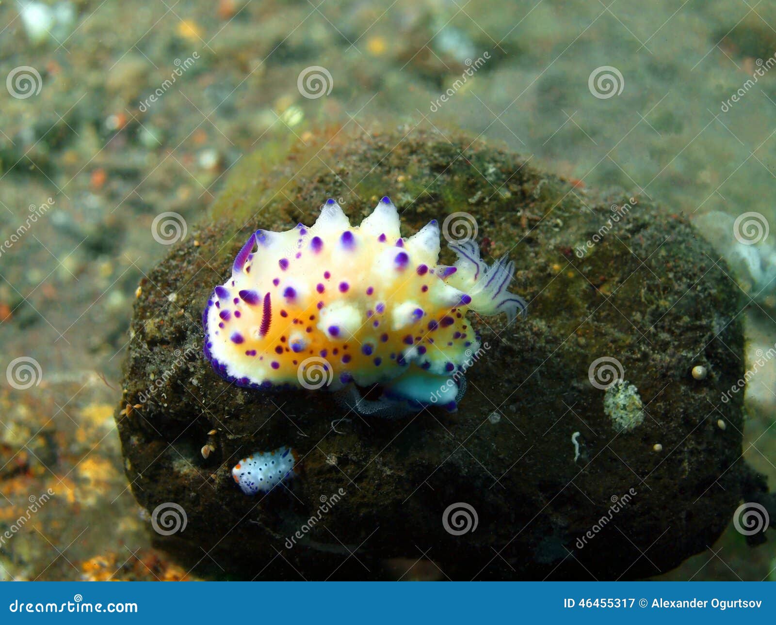 True sea slug stock image. Image of water, ocean, world - 46455317
