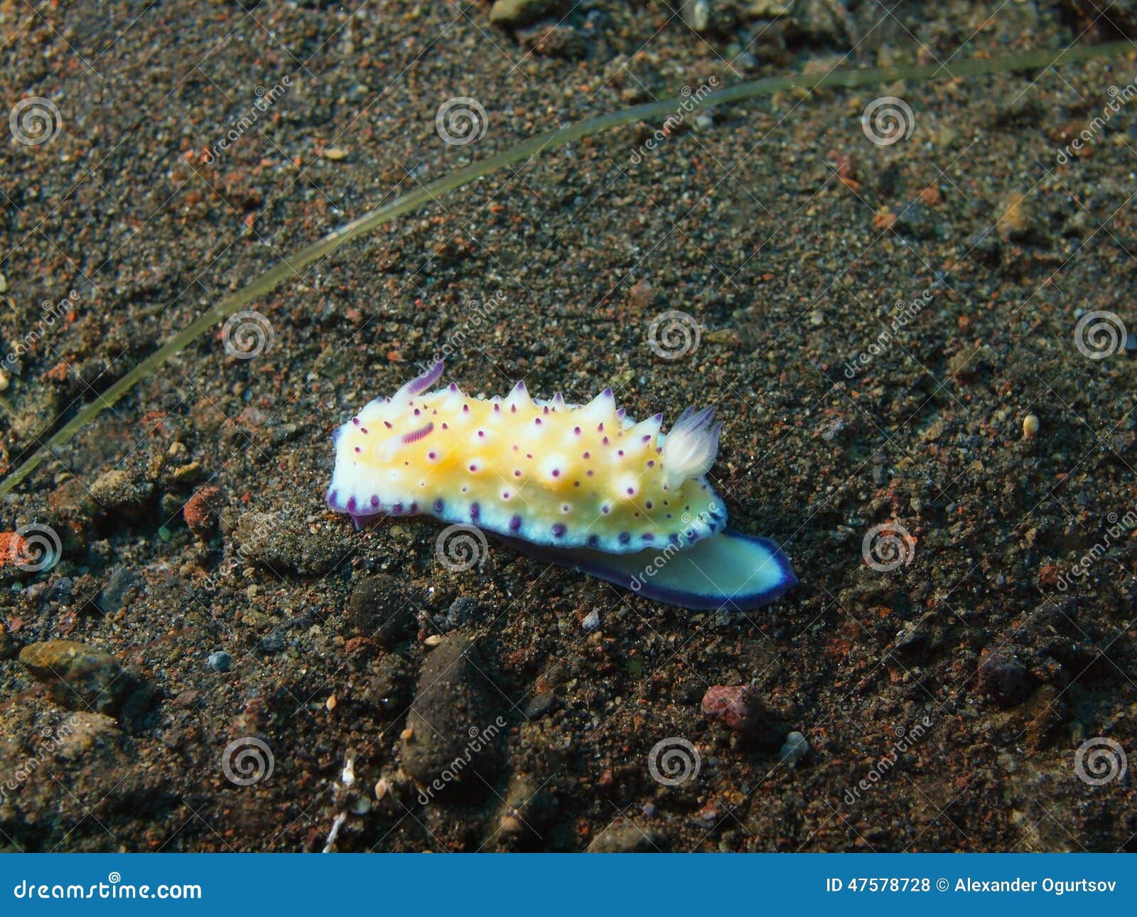 True sea slug stock photo. Image of nature, reef, coral - 47578728