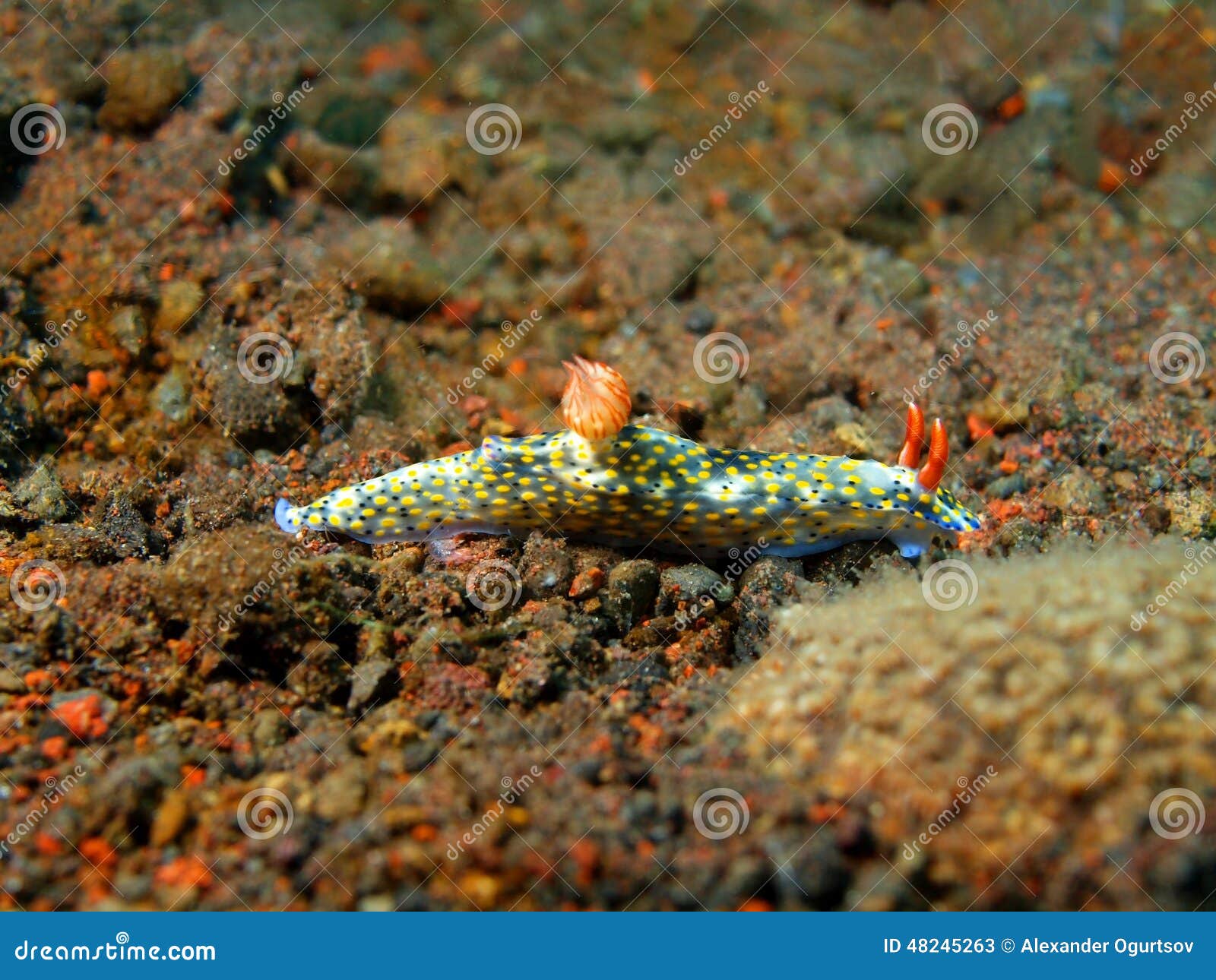True sea slug stock image. Image of underwater, water - 48245263