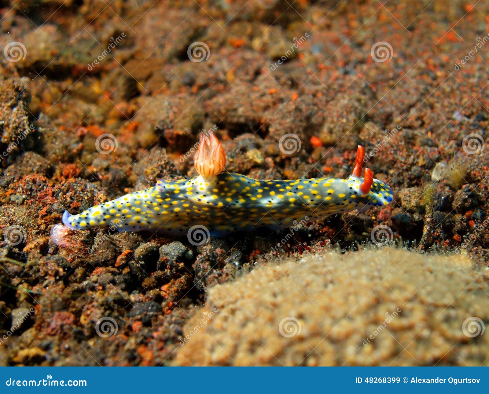 True sea slug stock image. Image of underwater, tropic - 48268399