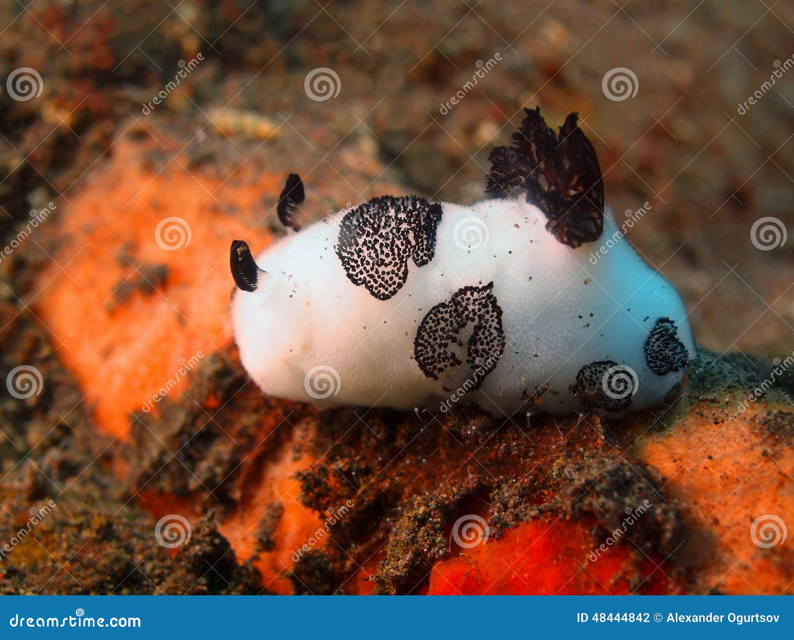 True sea slug stock photo. Image of world, tropic, dive - 48444842