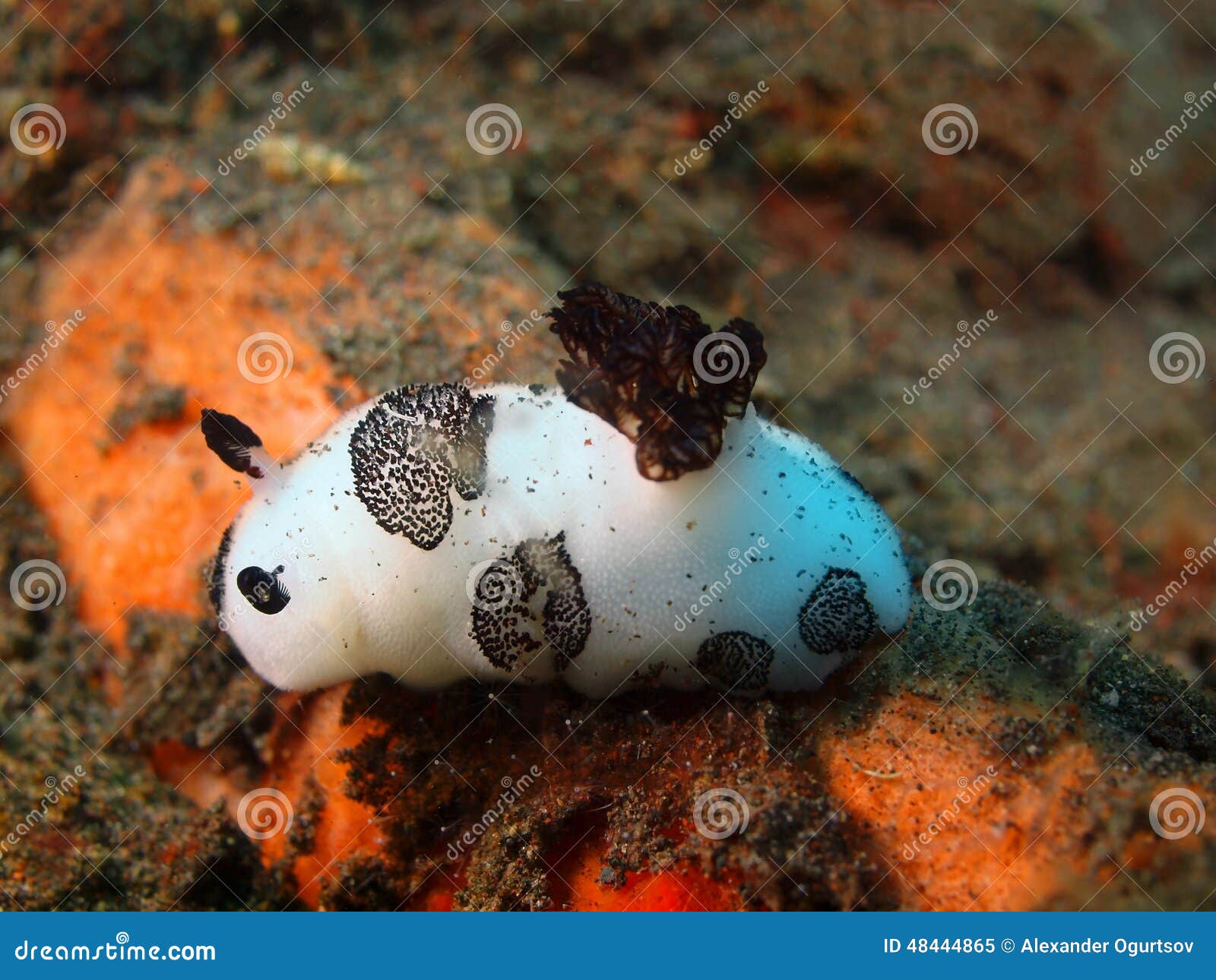 True sea slug stock image. Image of tropic, world, fauna - 48444865