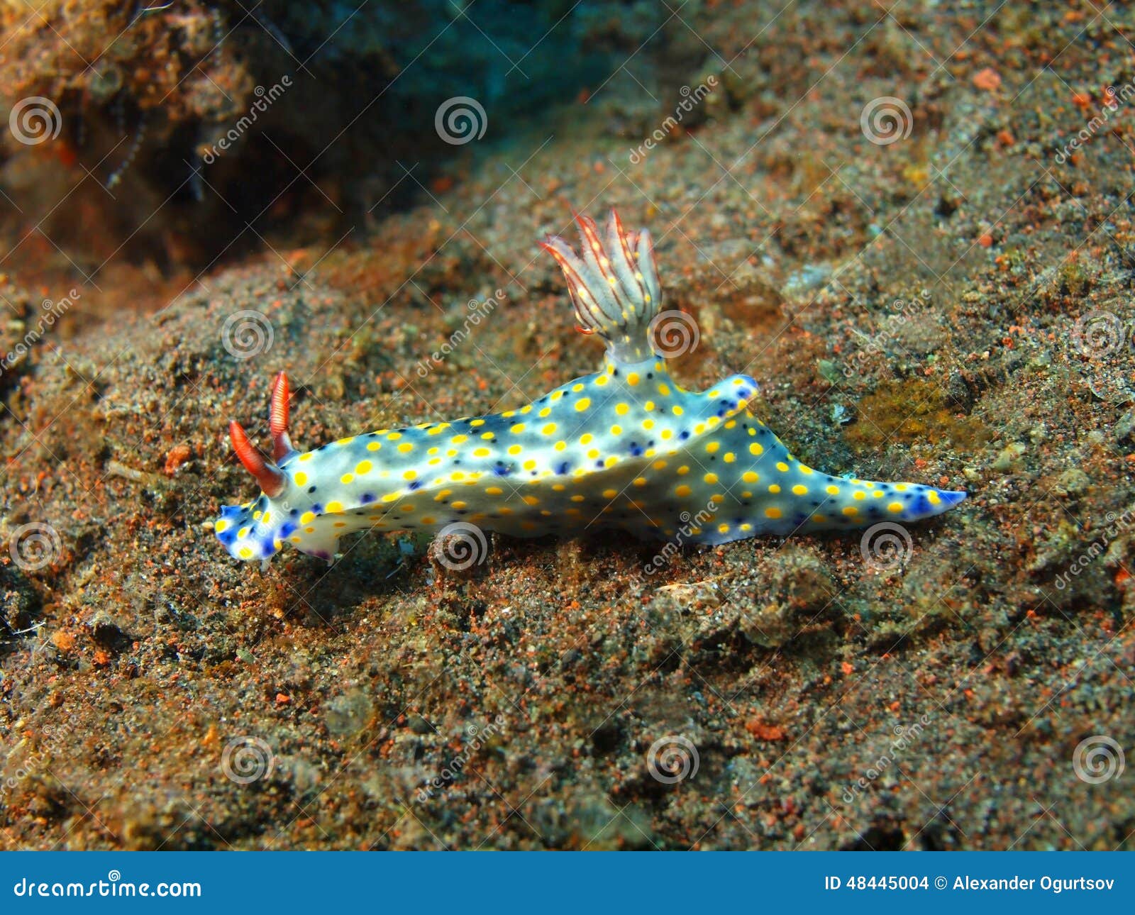 True sea slug stock photo. Image of underwater, water - 48445004