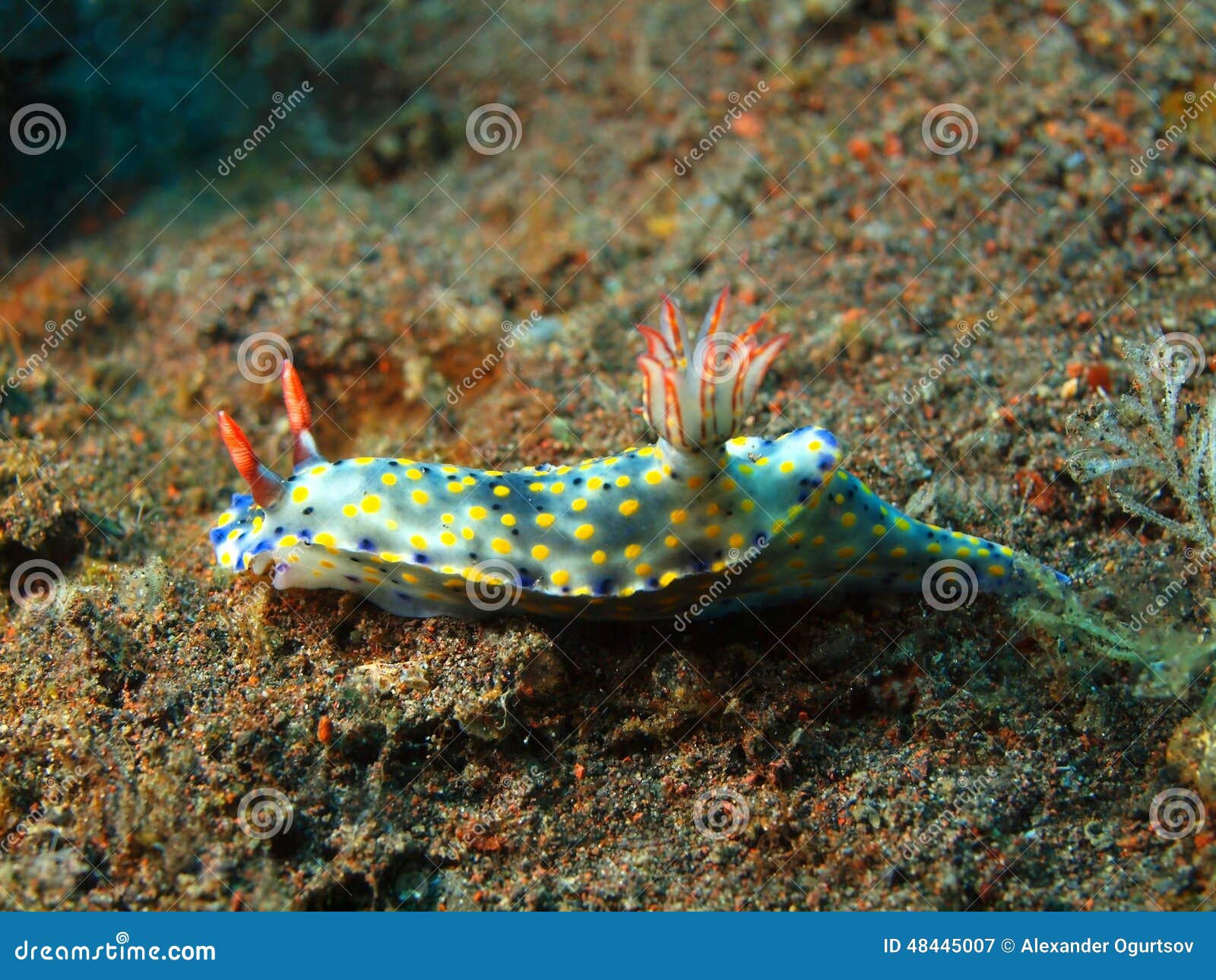True sea slug stock image. Image of dive, slug, invertebrate - 48445007