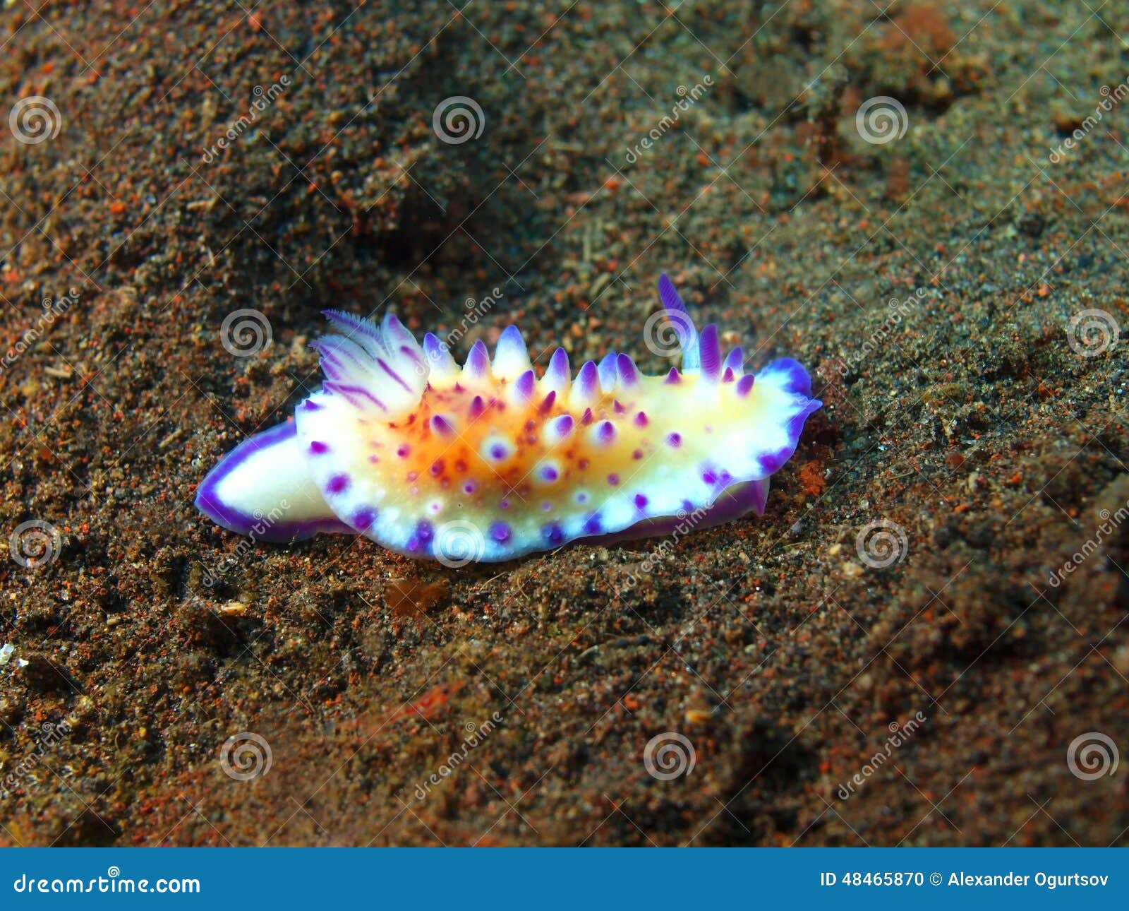 True sea slug stock photo. Image of coral, nature, water - 48465870