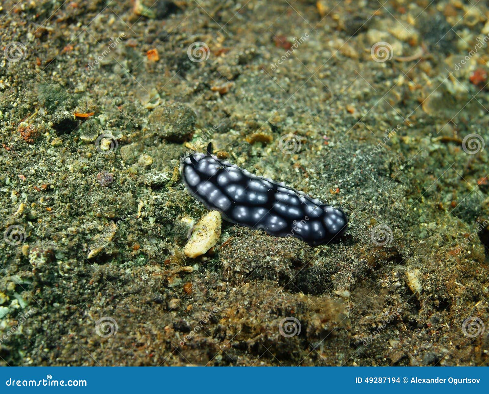 True sea slug stock photo. Image of coral, world, animal - 49287194