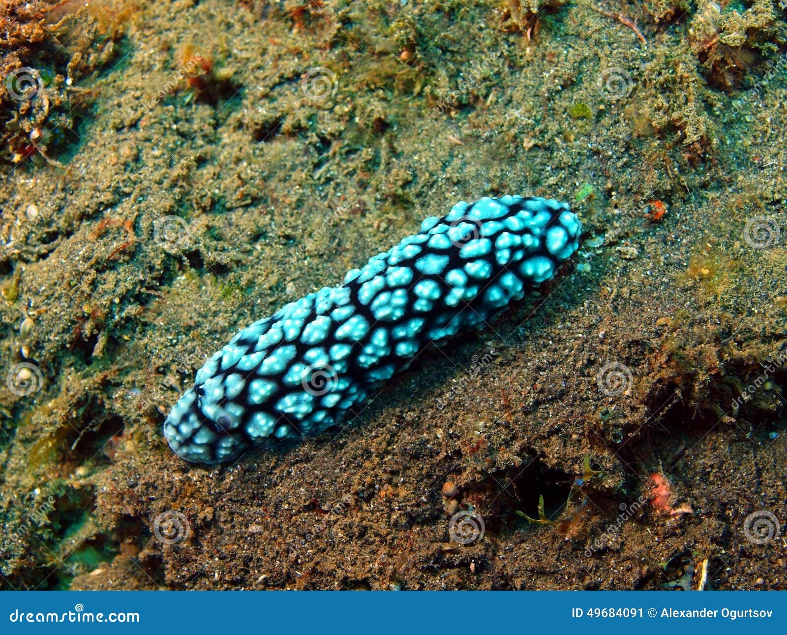 True sea slug stock image. Image of nature, organism - 49684091
