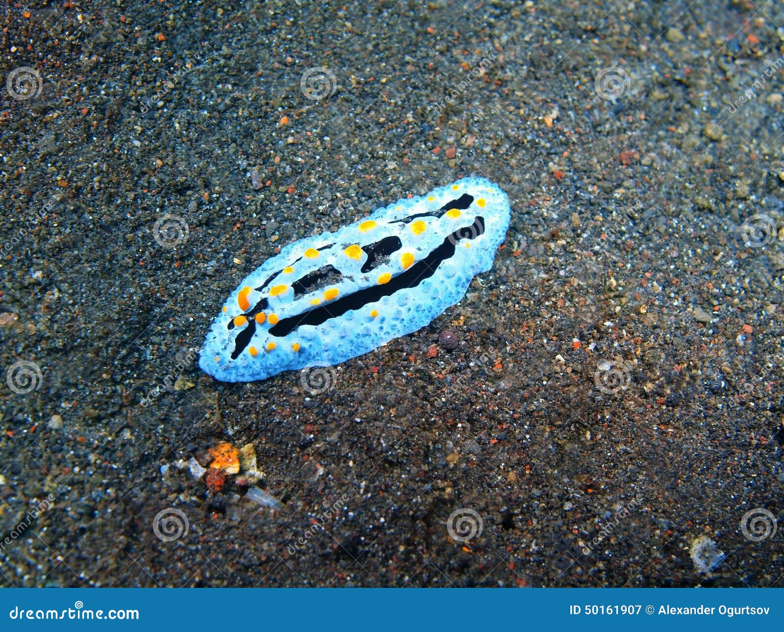 True sea slug stock image. Image of dive, water, slug - 50161907