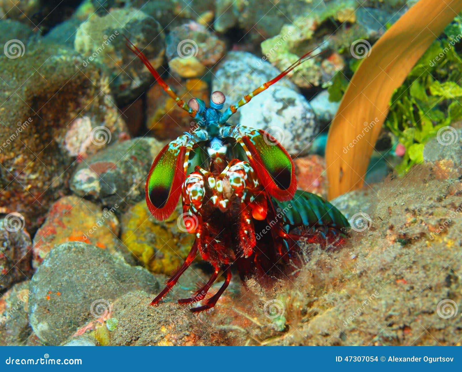 True sea slugs stock photo. Image of nature, dive, coral - 47307054