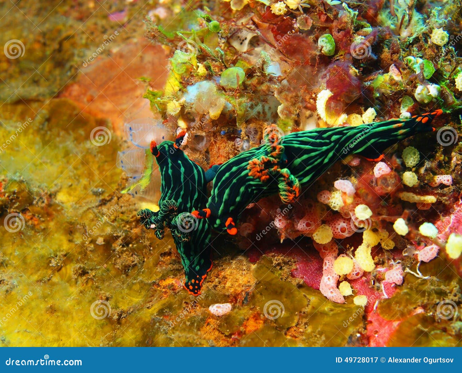 True sea slugs stock image. Image of dive, coral, water - 49728017