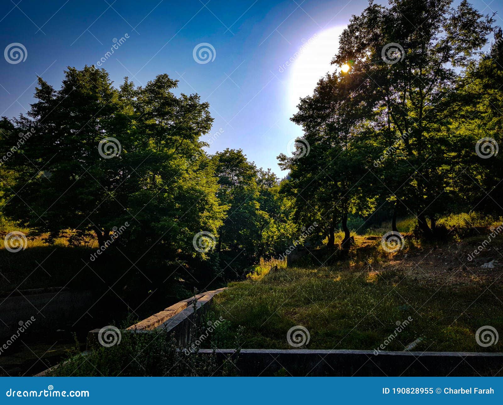 The true self stock image. Image of green, trees, shadow - 190828955