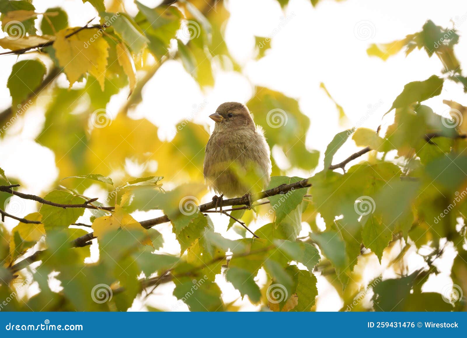 True Sparrow Bird Perching on Twig Tree with Green Leaves Stock Photo ...