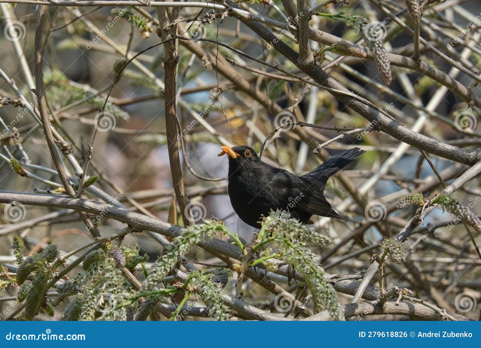 True Thrushes, Beautiful Black Bird with a Worm in Its Beak among the ...