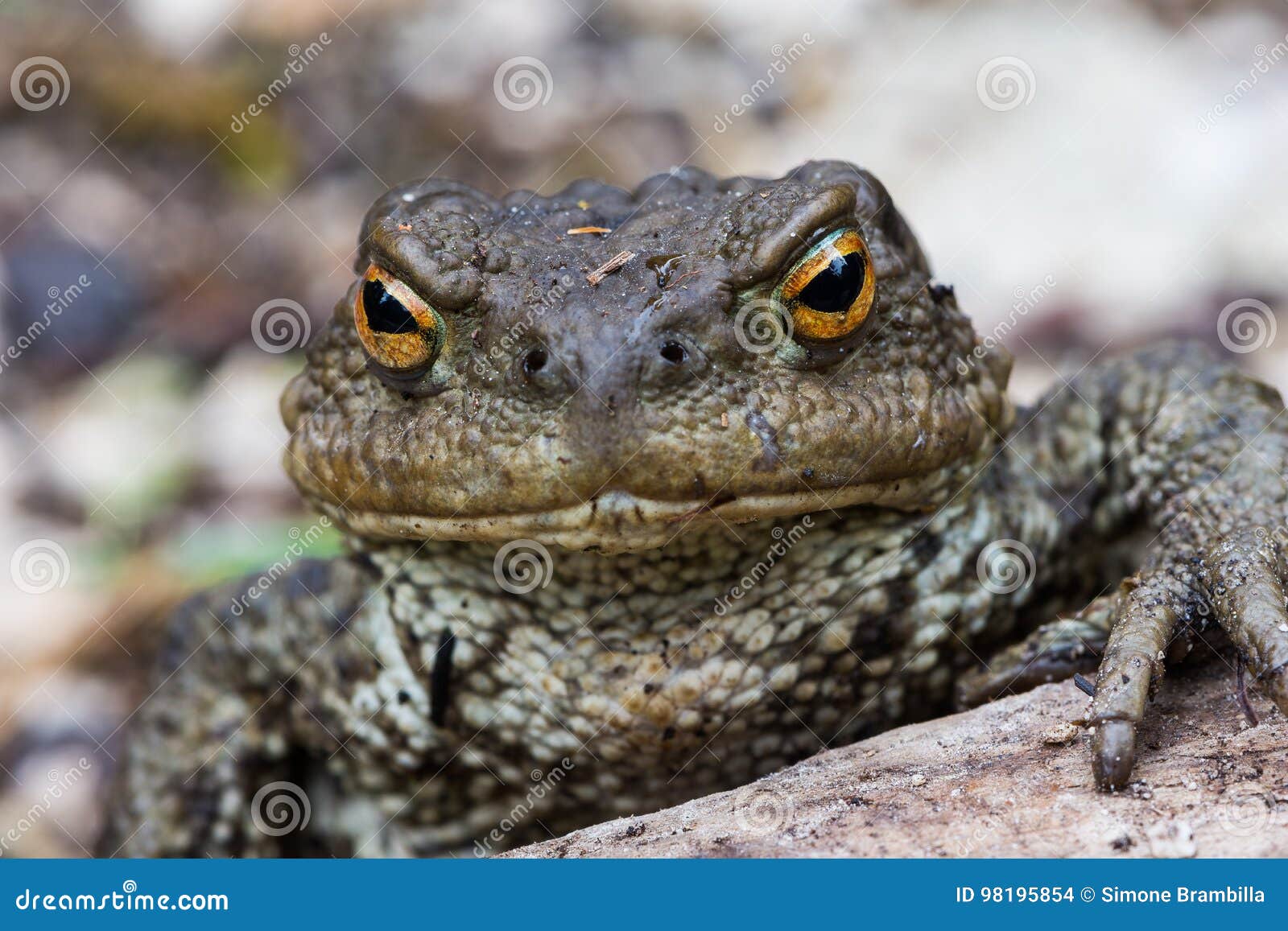 True toad stock photo. Image of nature, vertebra, animal - 98195854