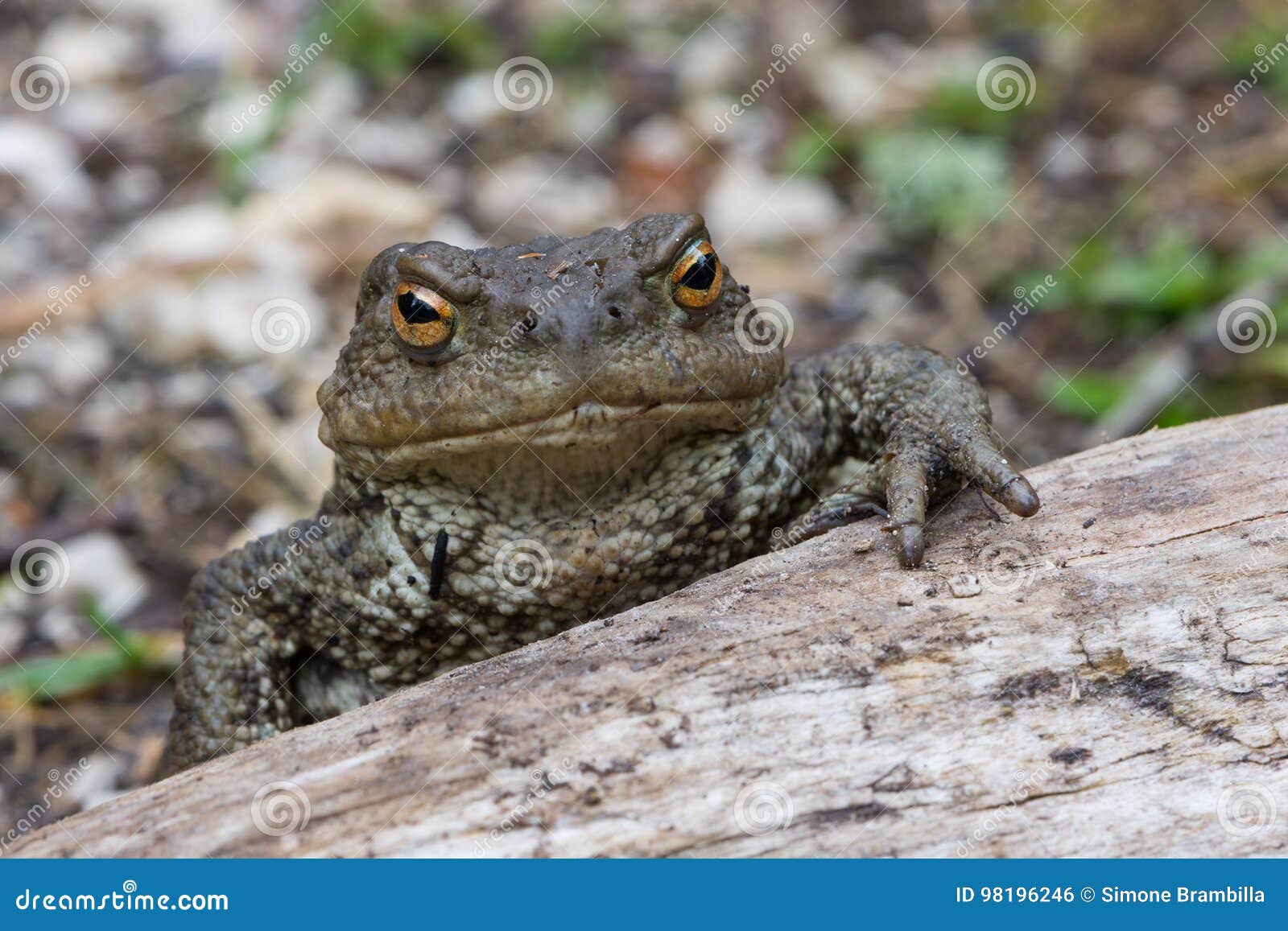 True toad stock photo. Image of creature, wild, true - 98196246