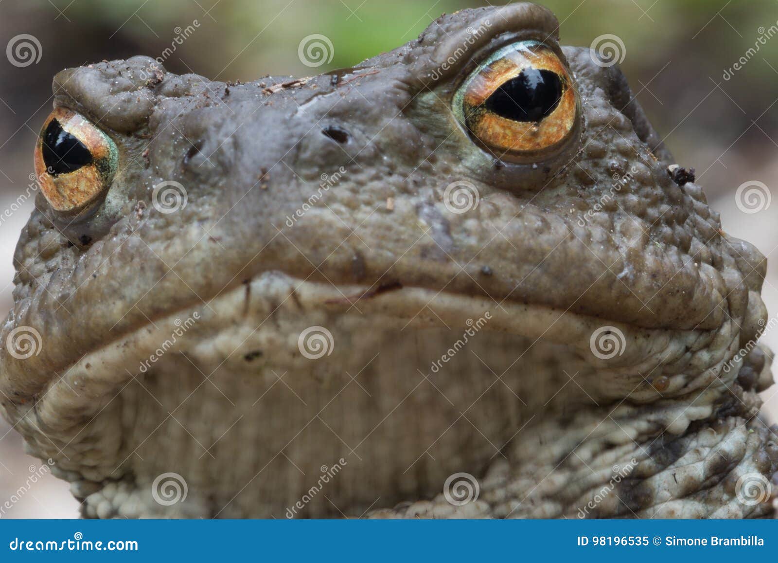 True toad stock image. Image of water, common, macro - 98196535