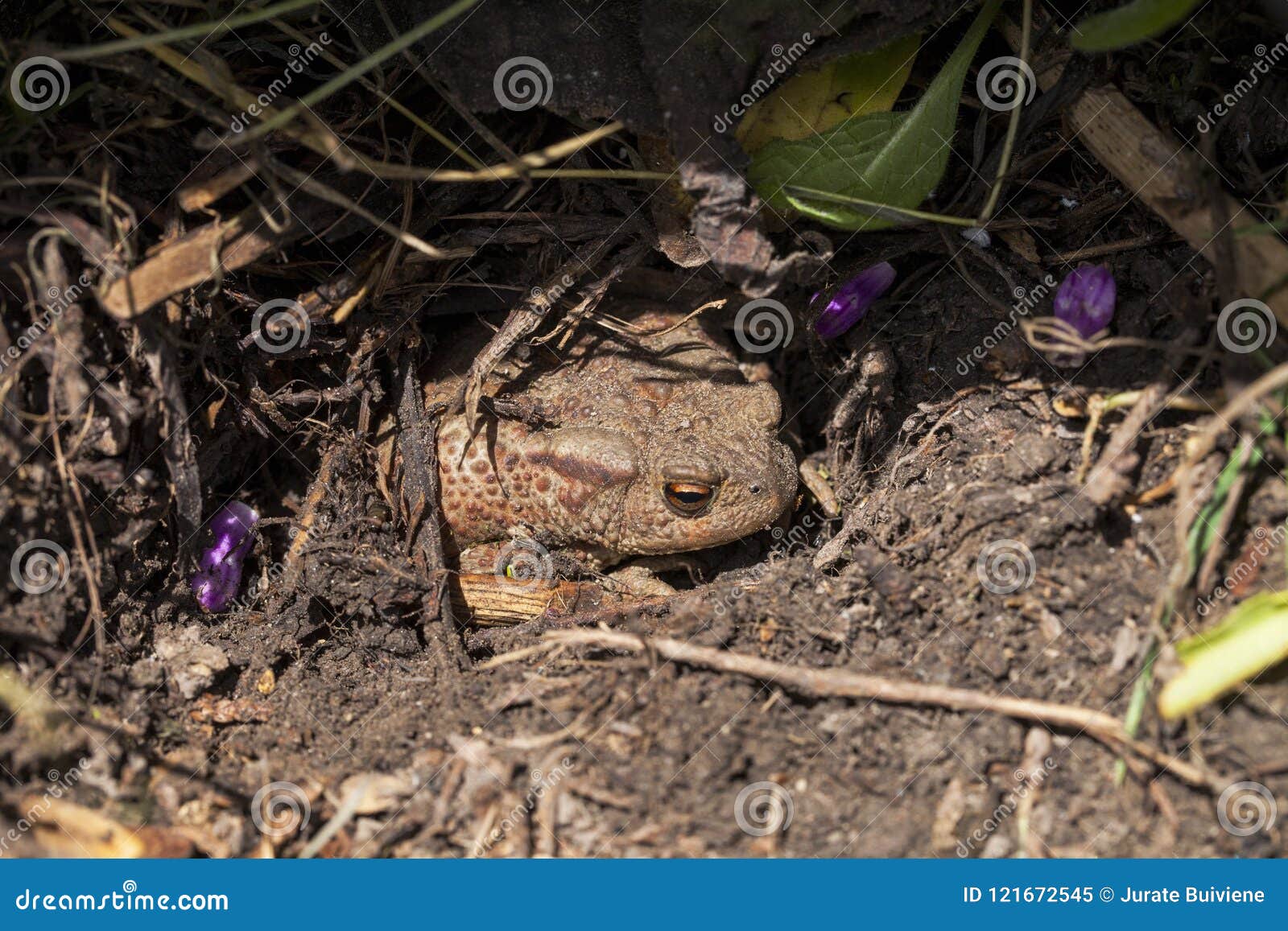 A true toad in a garden stock image. Image of frogs - 121672545