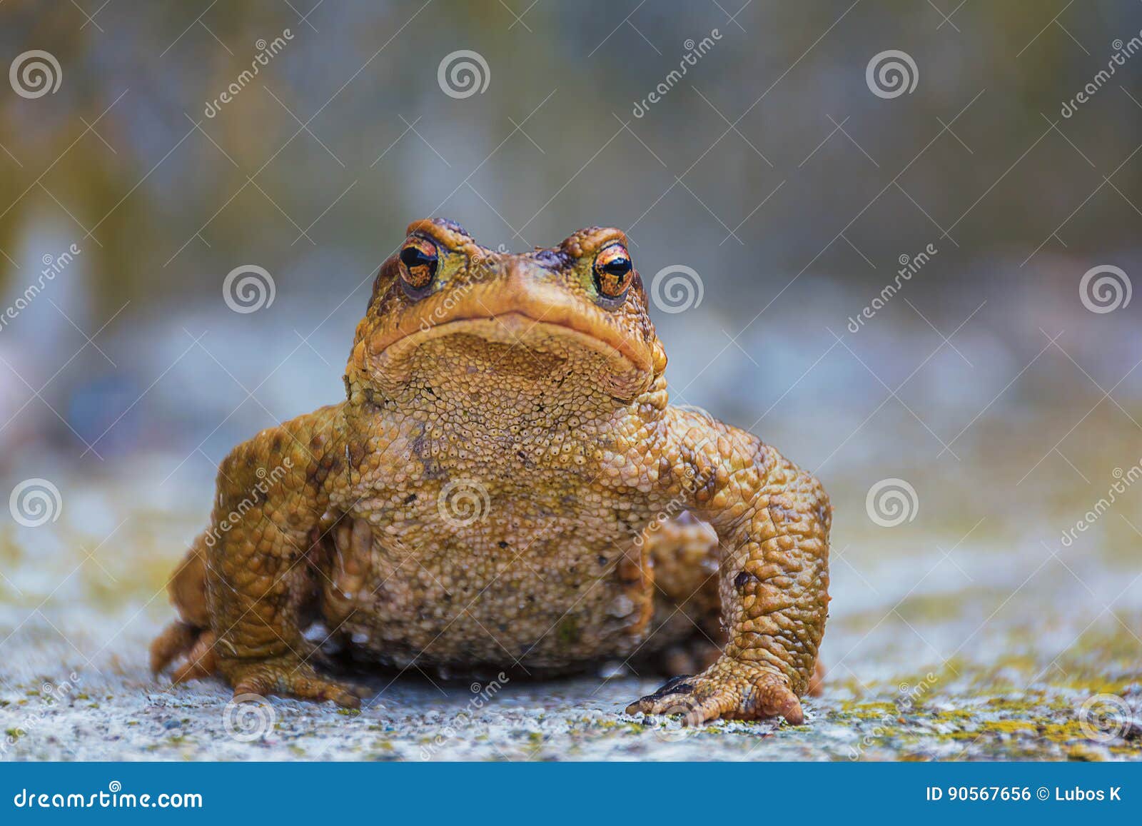 True Toad Sitting on the Gray Asphalt Road Stock Photo - Image of ...