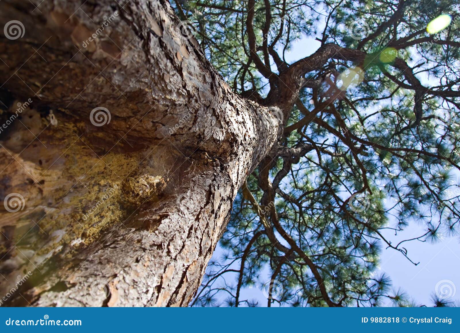 A true tree ent stock photo. Image of needles, lens, spots - 9882818