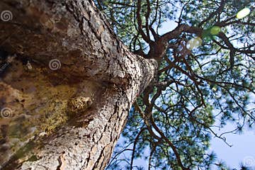 A true tree ent stock photo. Image of needles, lens, spots - 9882818