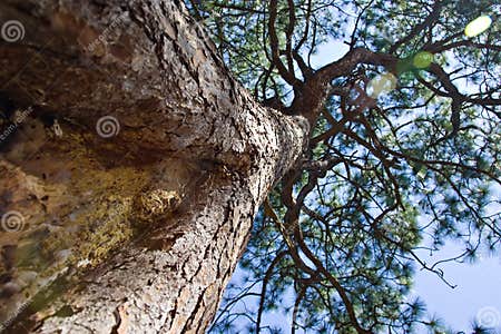 A true tree ent stock photo. Image of needles, lens, spots - 9882818