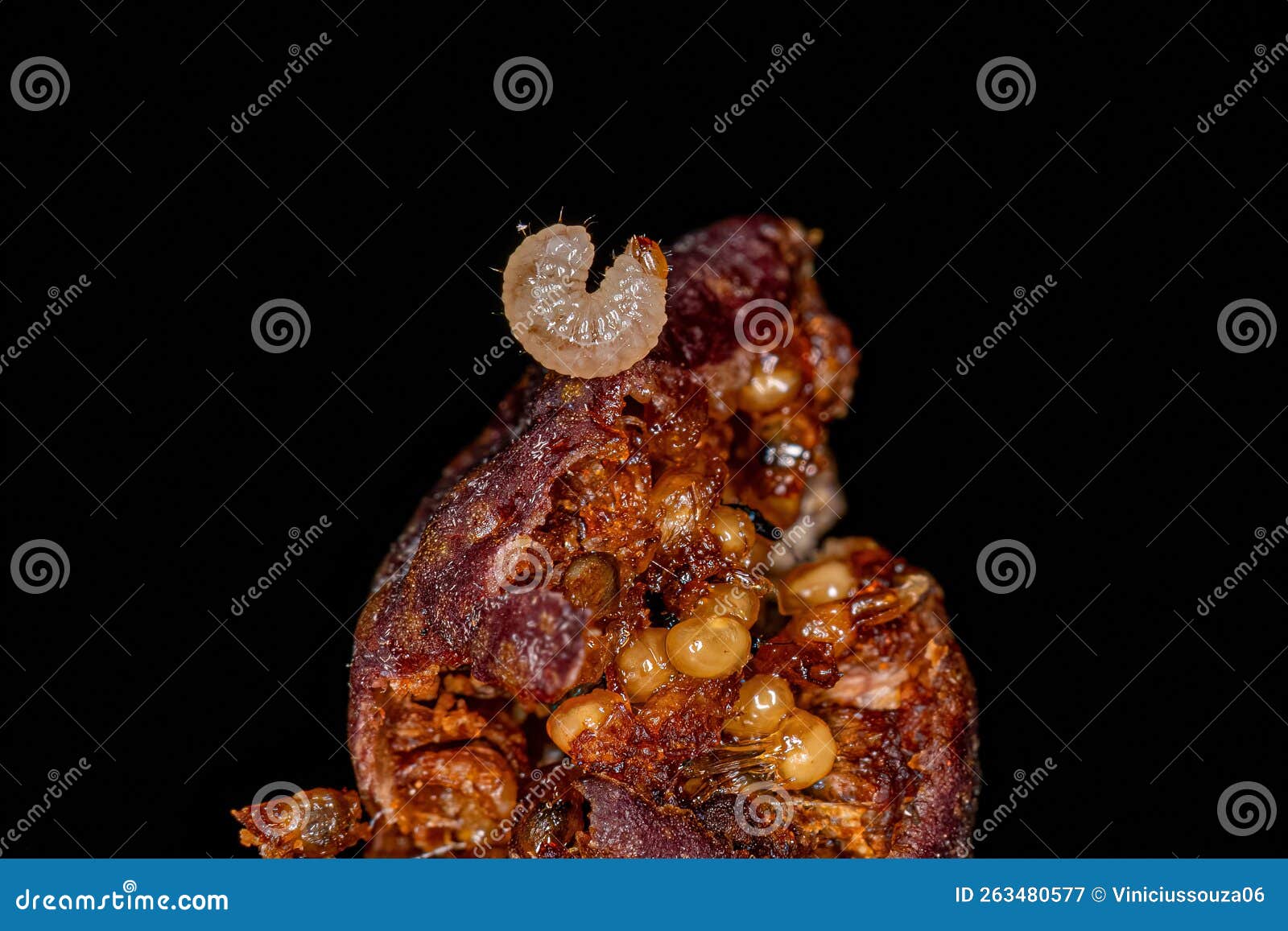 True Weevil Beetle Larva stock image. Image of beetles - 263480577