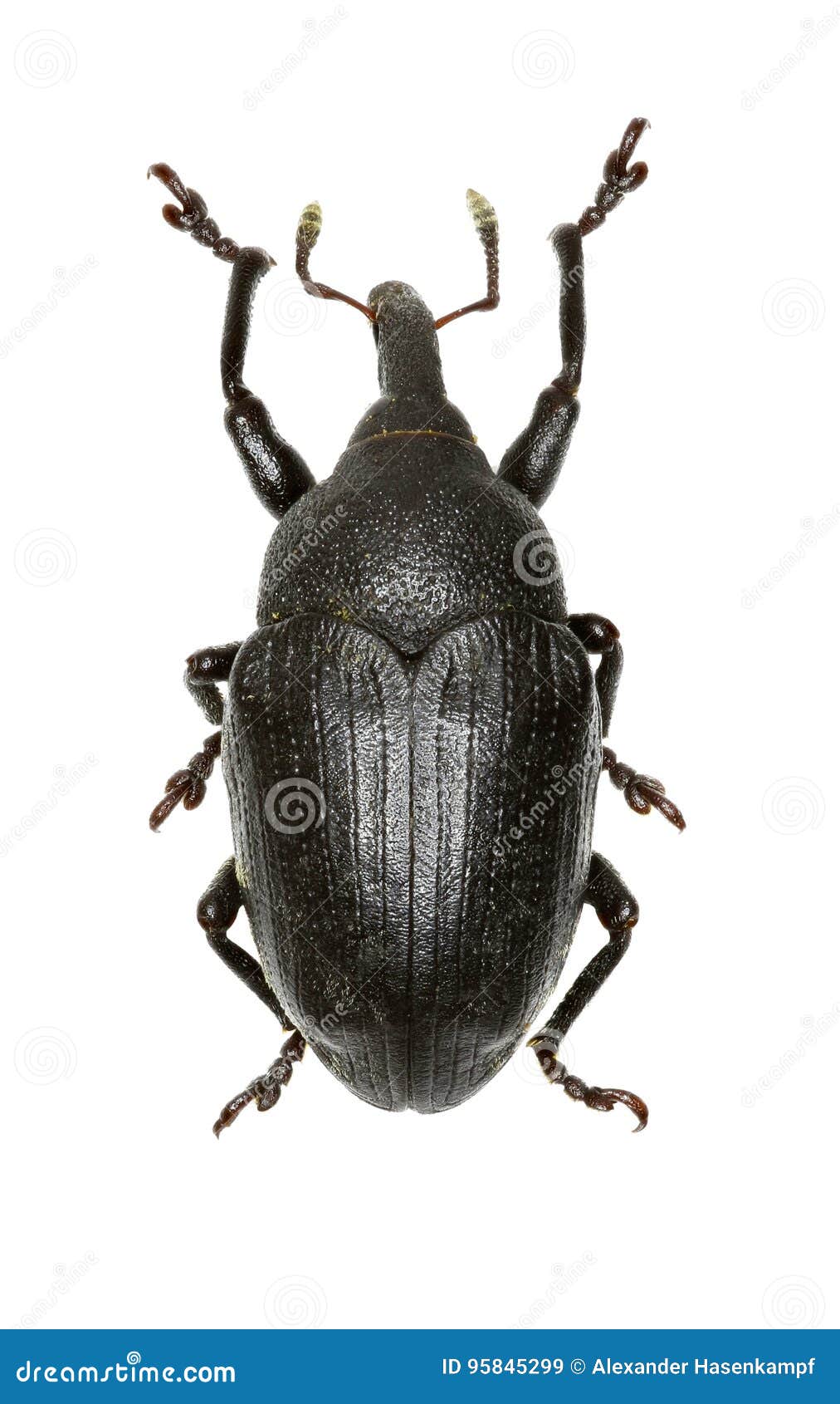 True Weevil Larinus on White Background Stock Image - Image of ...