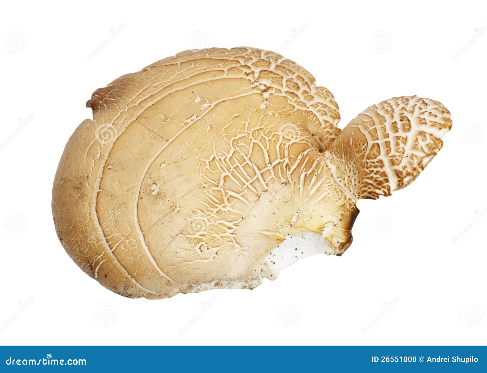 Trufa do cogumelo foto de stock. Imagem de branco, cogumelo - 26551000