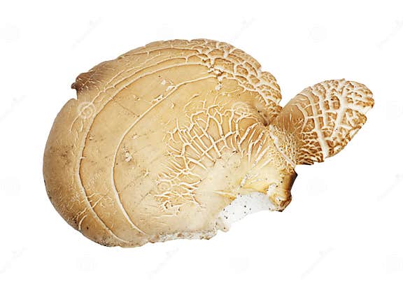 Trufa do cogumelo foto de stock. Imagem de branco, cogumelo - 26551000