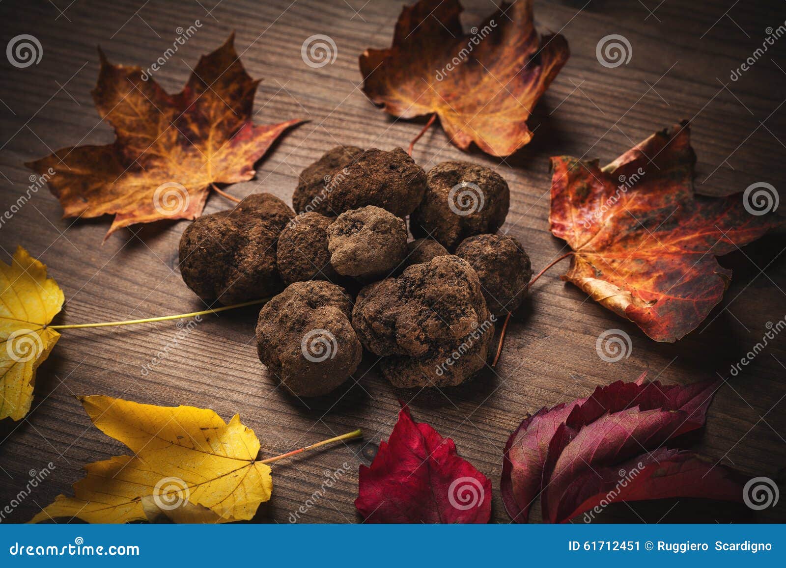 Trufa preta do cogumelo imagem de stock. Imagem de queda - 61712451