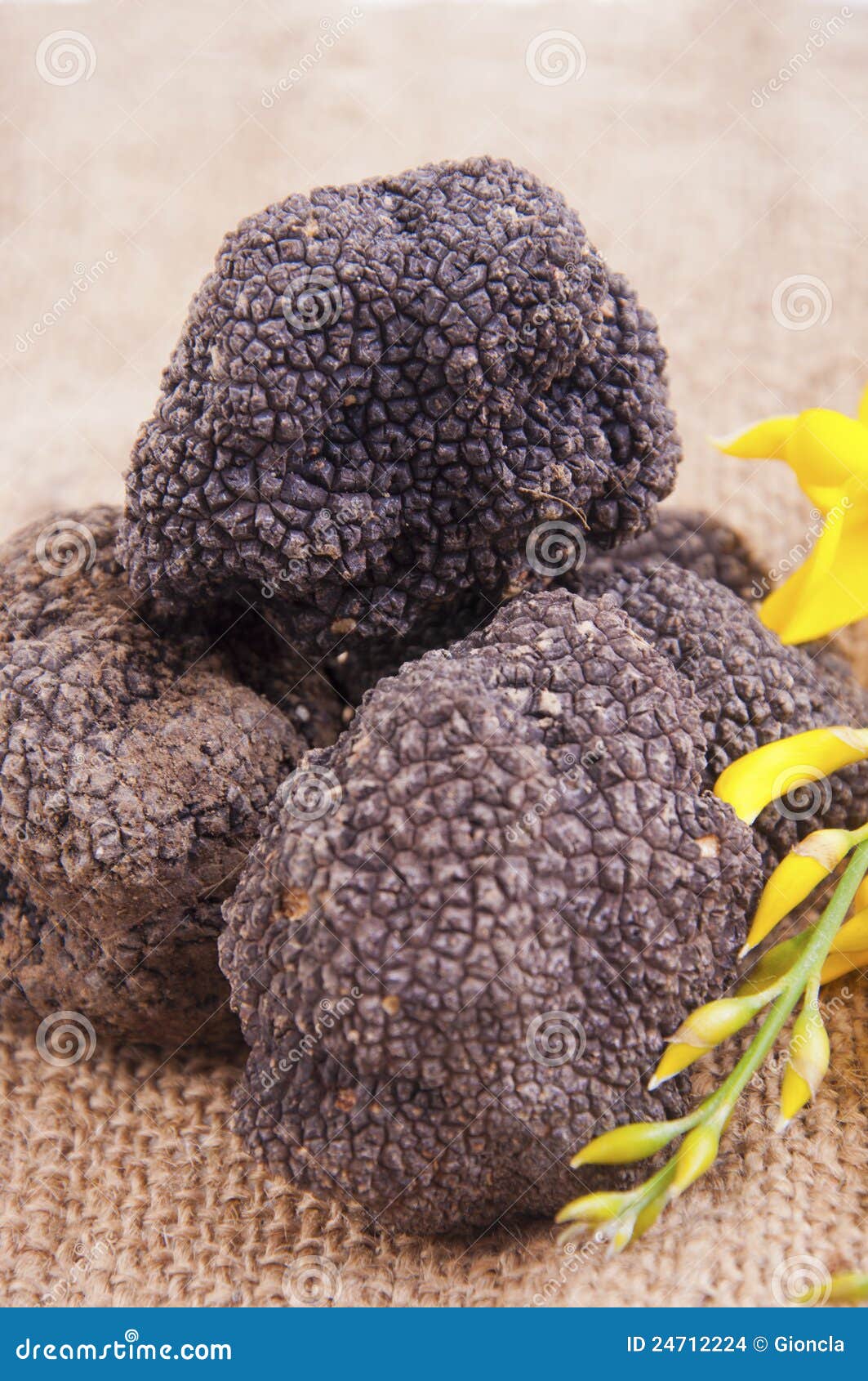 Trufa Preta Recentemente Colhida Foto de Stock - Imagem de meio, rapé ...