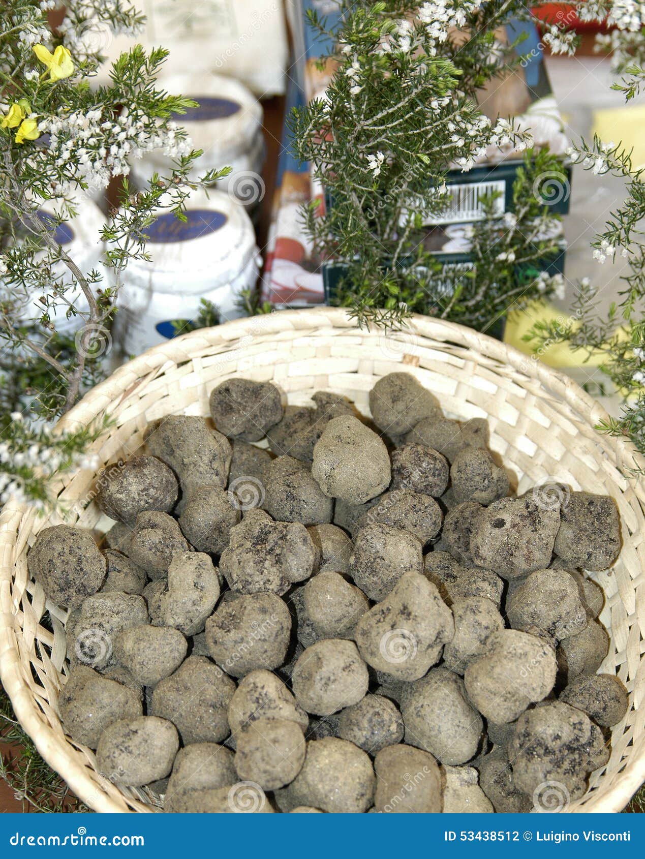 Trufas Blancas Y Negras En Italia Foto de archivo - Imagen de lujo ...