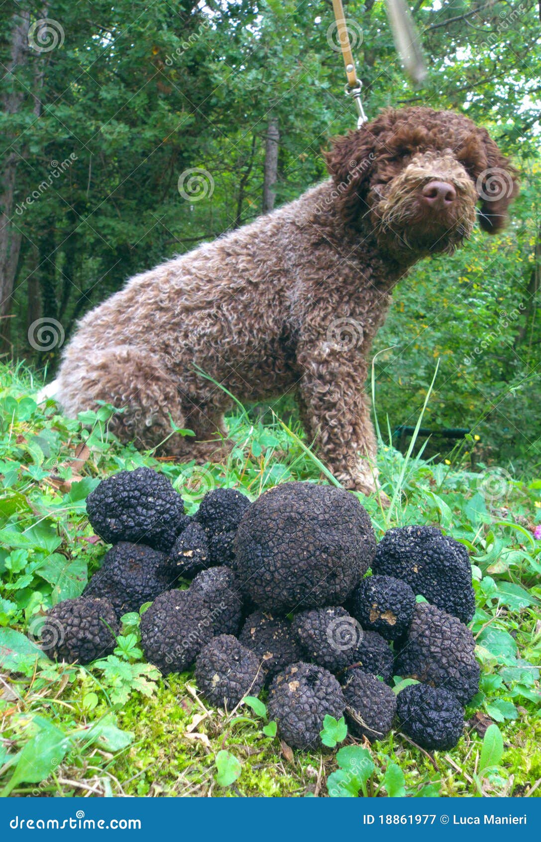 Trufas y perro imagen de archivo. Imagen de seta, raro - 18861977