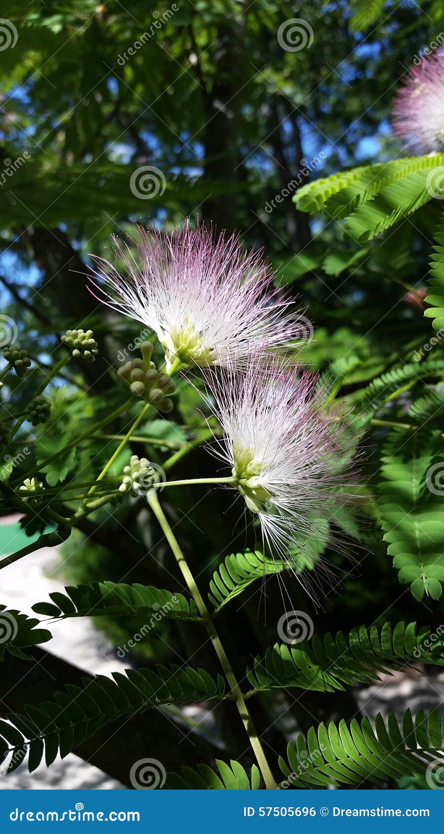 Truffala Tree stock photo. Image of tree, flowers, truffala - 57505696
