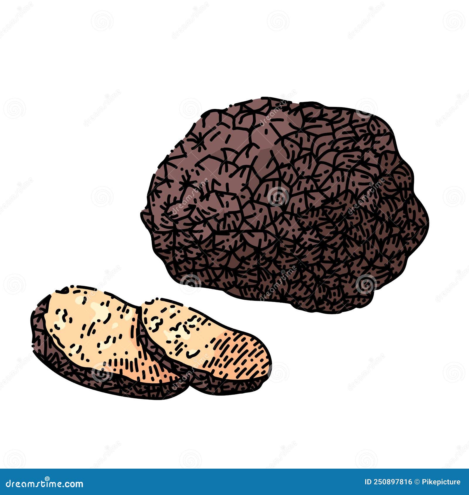 Truffle Mushroom Sketch Hand Drawn Vector Stock Vector Illustration Of Bizarre Mushroom