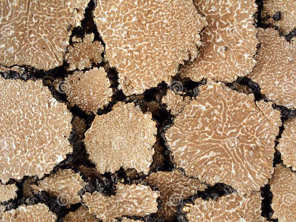 Truffle s texture stock image. Image of truffle, black - 22050087