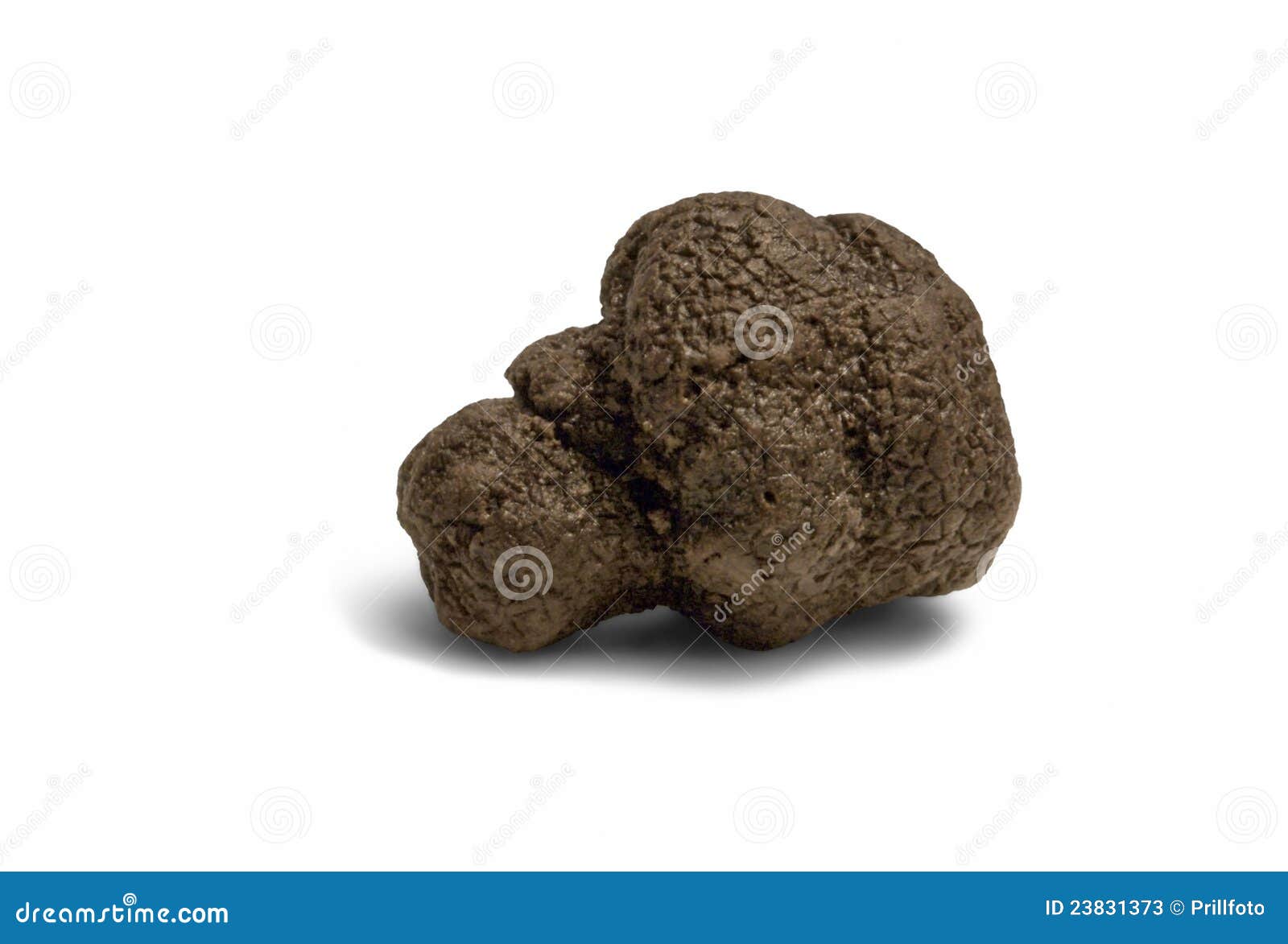 Truffles stock image. Image of luxury, root, edible, nutriment - 23831373