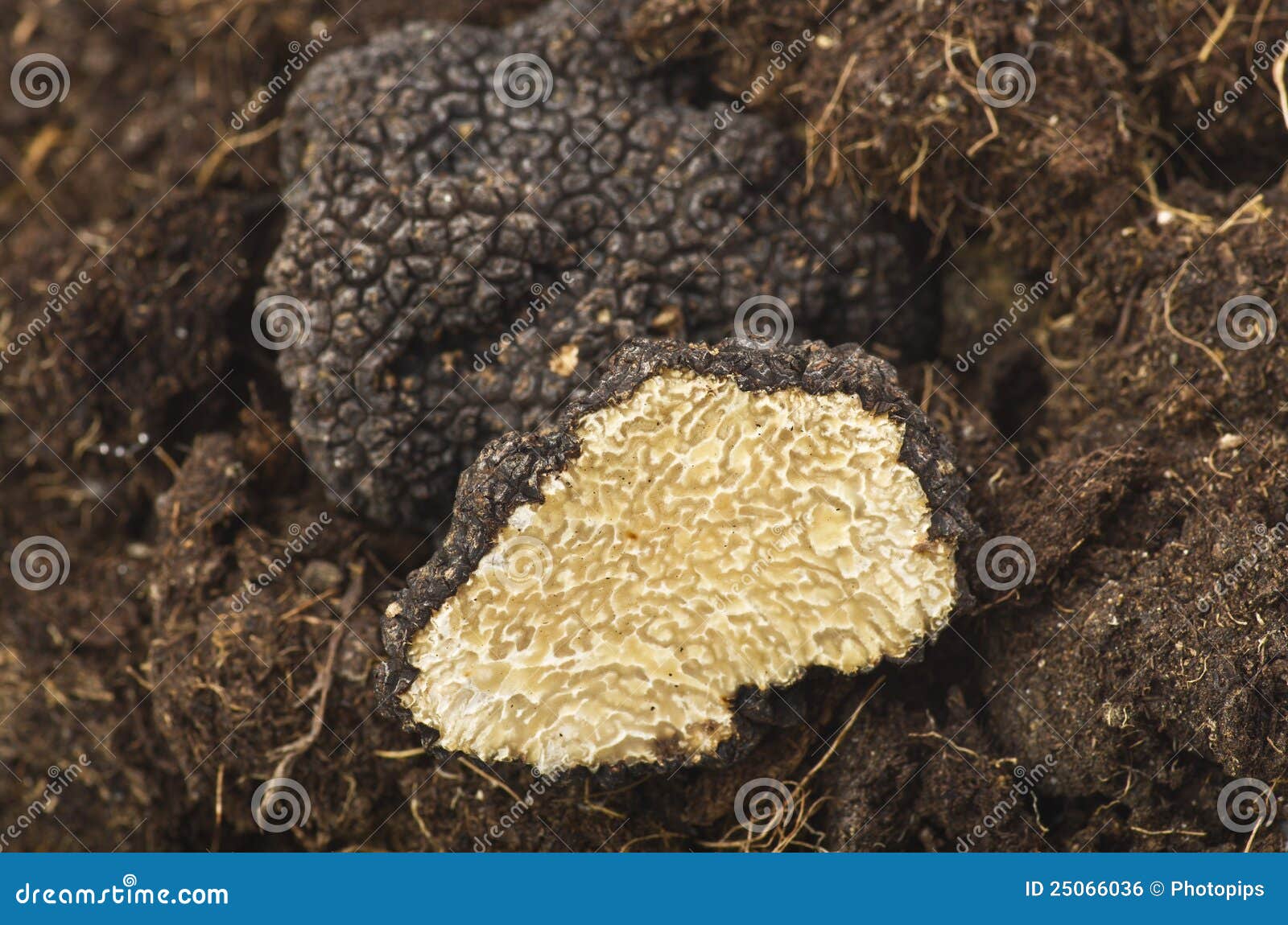 Truffles stock photo. Image of black, truffles, flakes - 25066036