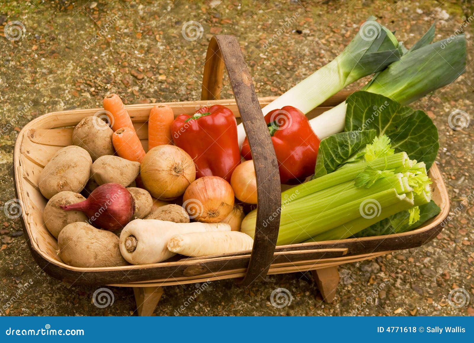 Trug in Use stock photo. Image of healthy, carrots, celery - 4771618