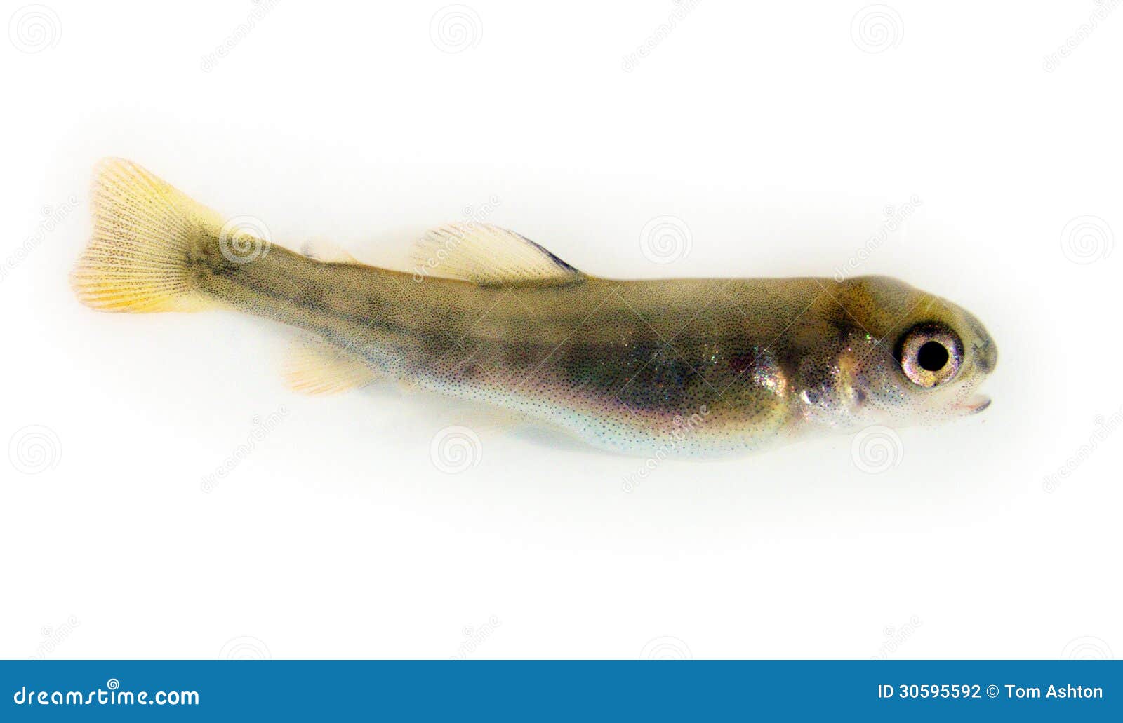 Truite juvénile photo stock. Image du petit, blanc, poissons - 30595592