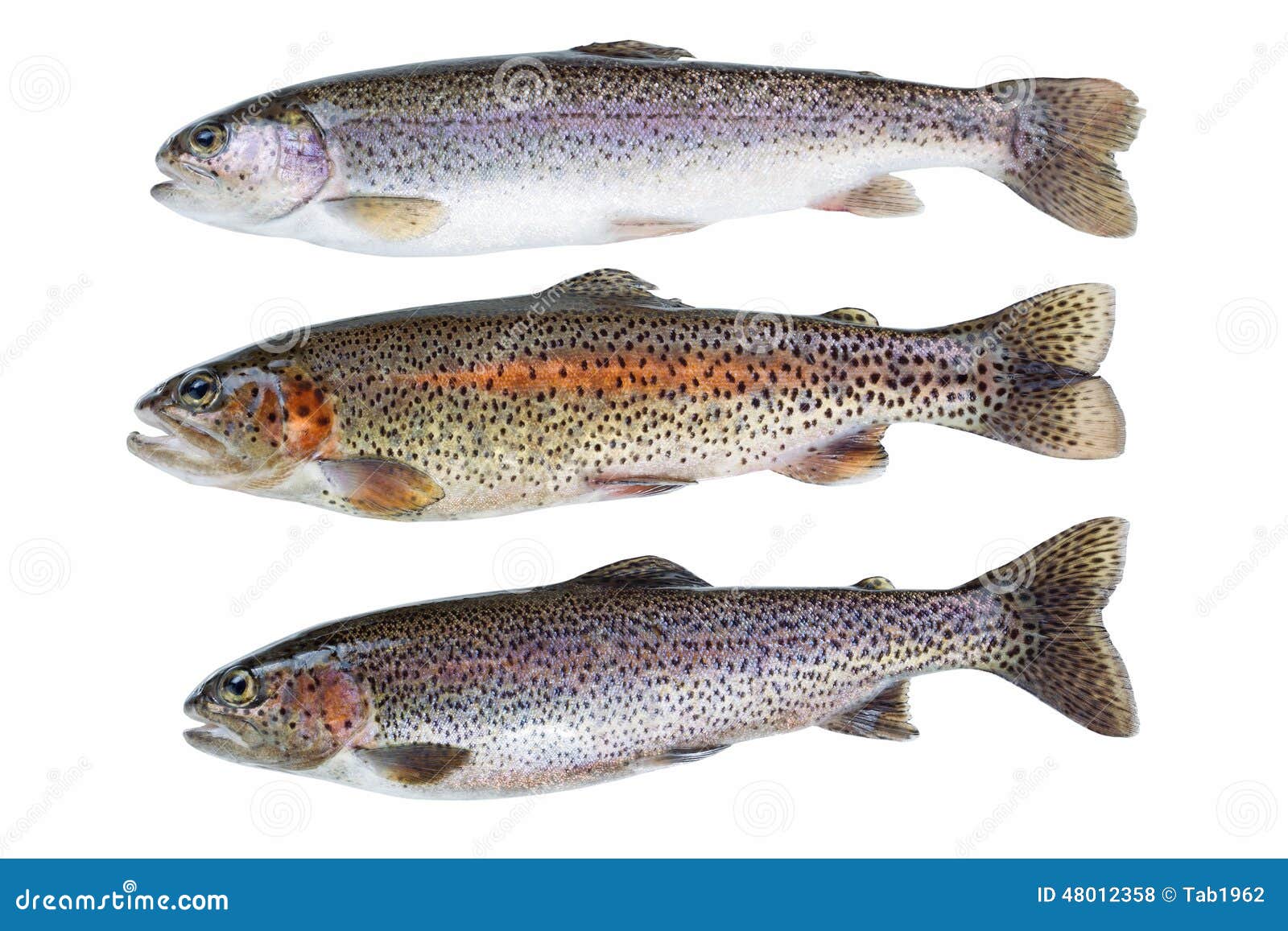 Truite Sauvage Sur Le Blanc Photo stock - Image du isolement, loquet ...